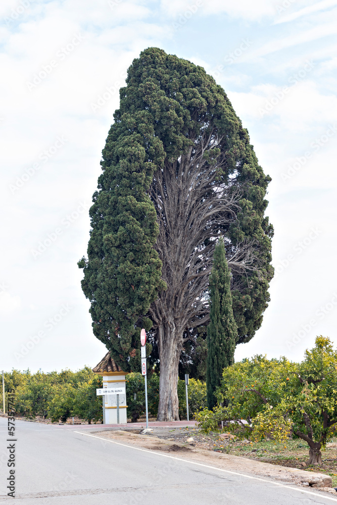 Ciprés común en un cultivo de naranjos (Cupressus sempervirens) ภาพถ่าย ...