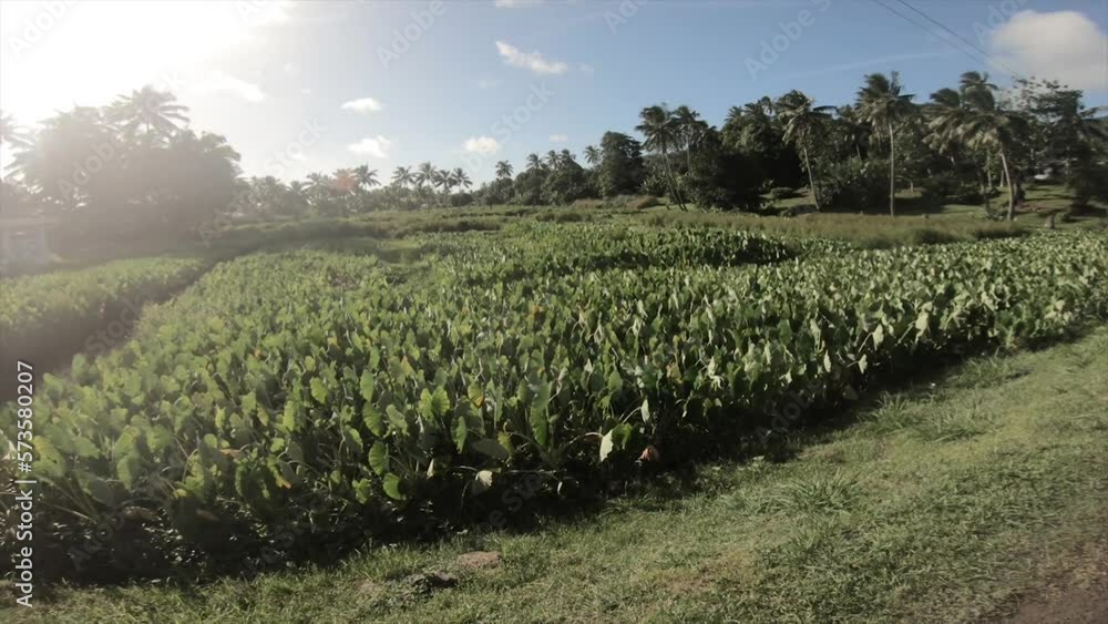 360 circle turning around view at a backroad in tropical Pacific Cook ...