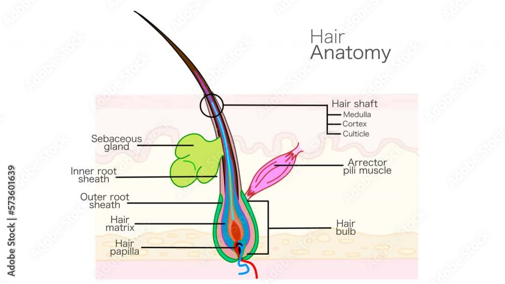 Hair anatomy diagram animation. Part structure. Sebaceous gland, inner ...