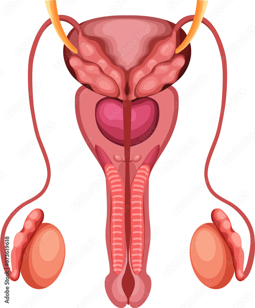 Male reproductive system with main parts labeled Stock Illustration | Adobe Stock