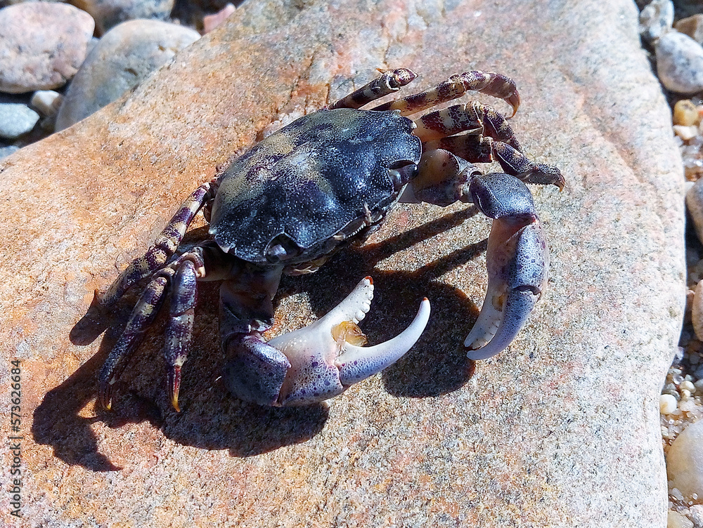 Krebs; Gliederfüßer, Arthropoda, Krabbe, Scheere, Schalentier ...