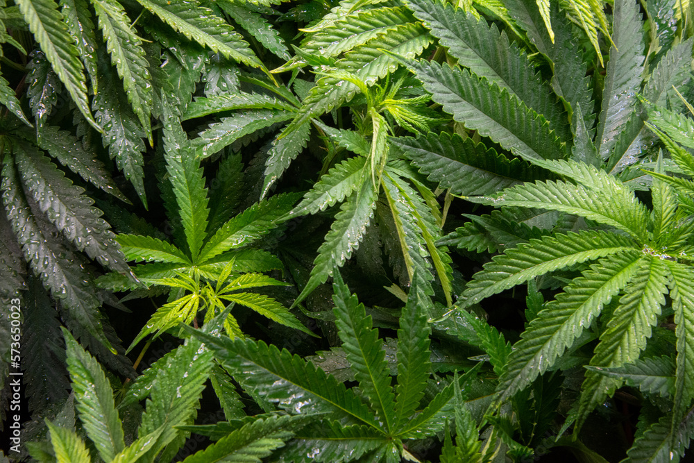 Marijuana plants grown indoors. Sativa and indica types. personal ...