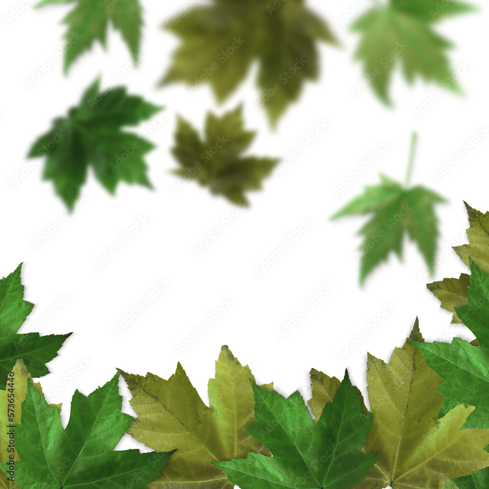 Green autumn falling maple leaves isolated on transparent background ...