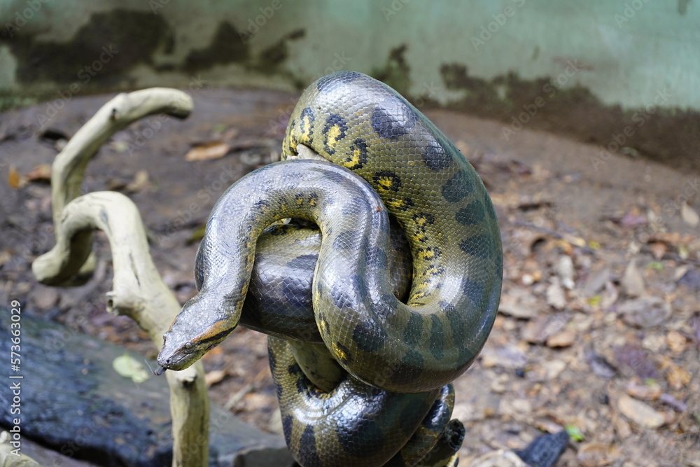 Foto de The boa constrictor (Boa constrictor), also called the red ...