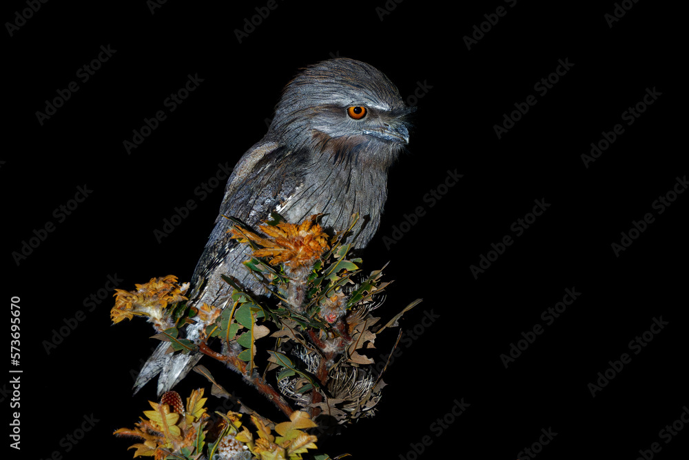 Tawny Frogmouth - Podargus strigoides nightjar sitting on the tree in ...