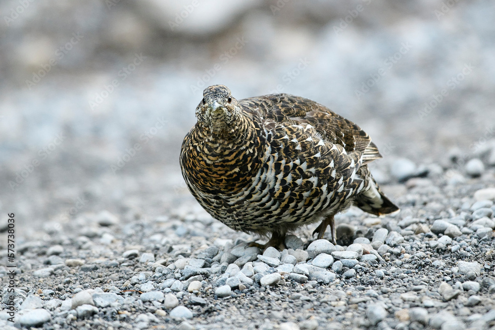 Spruce grouse (Falcipennis canadensis), Spray Lakes Provincial Park ...