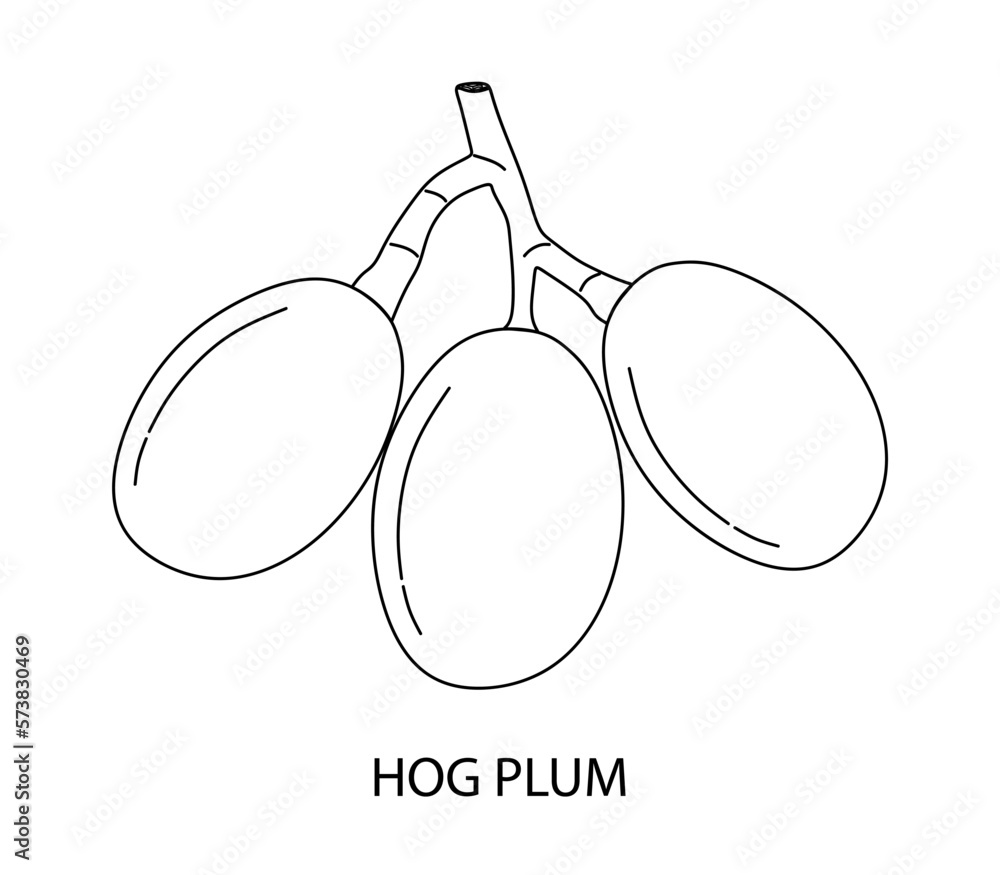 Spondias or hog plum in linear style. Hand drawing hog plum isolated on ...