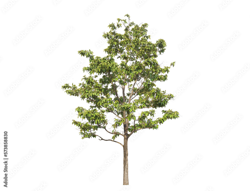 Green tree isolated on transparent background with clipping path ...