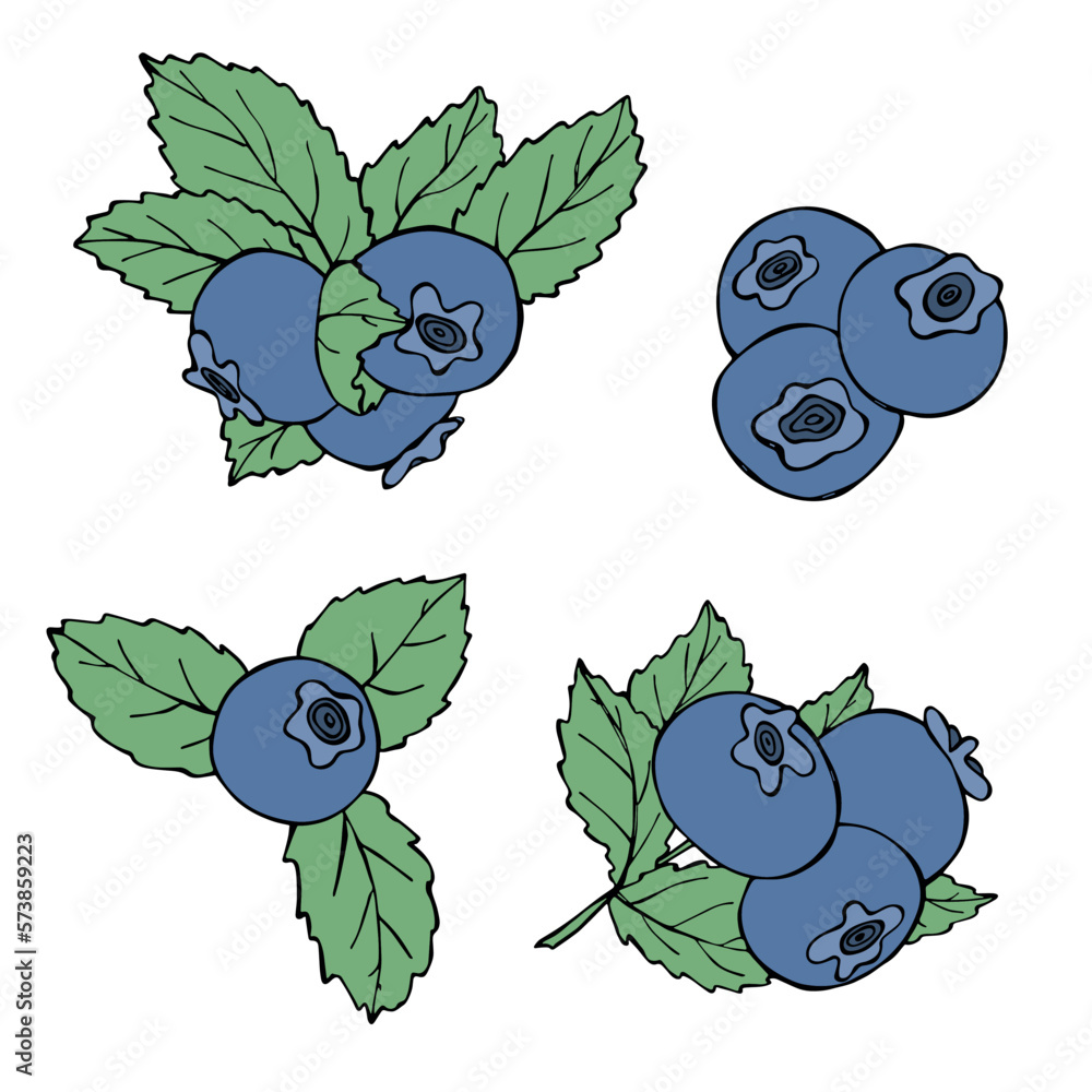Vector set of blueberry clipart. Hand drawn berry icon. Fruit ...