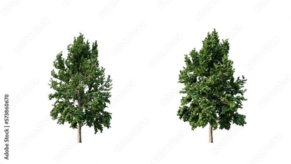 Growing trees isolated with alpha.3D animation growth grow from small ...