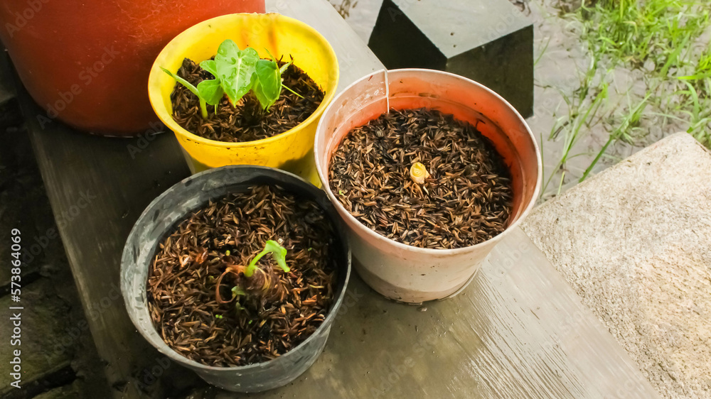 Small plant in pot, concept of plant growing learning activity for ...