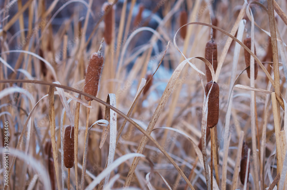 Overgrown dry cattail in winter. Herbaceous plant of lakes, marshes and ...
