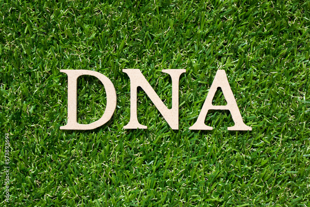 Wood alphabet letter in word DNA (abbreviation of Deoxyribonucleic acid) on artificial green ...