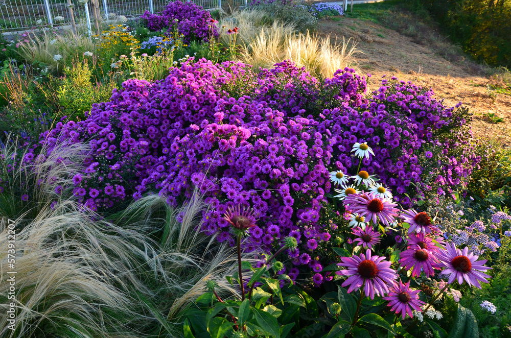 autumn flowerbed with perennials and grasses in a square with black ...