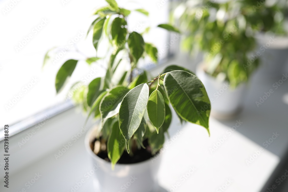 Ficus plant in a pot. Ficus Benjamin. Ficus tree. Ficus leaves close up ...
