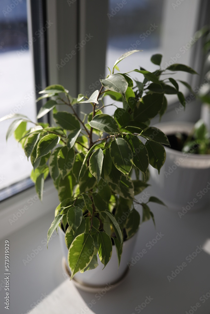 Ficus in a pot. Ficus plant in a pot. Ficus tree in a pot. Ficus. Stock ...