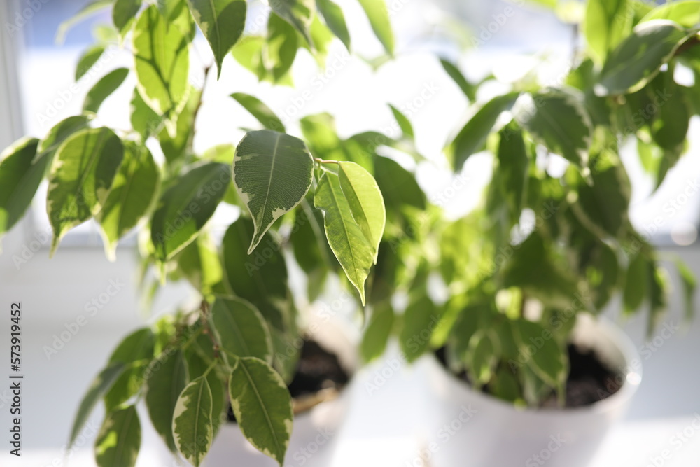 Ficus plants on the window. Ficus Benjamin in the pot standing in the ...