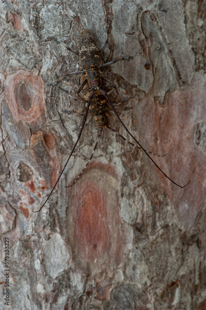 Fotografia do Stock: Accouplement de monochames - Monochamus ...