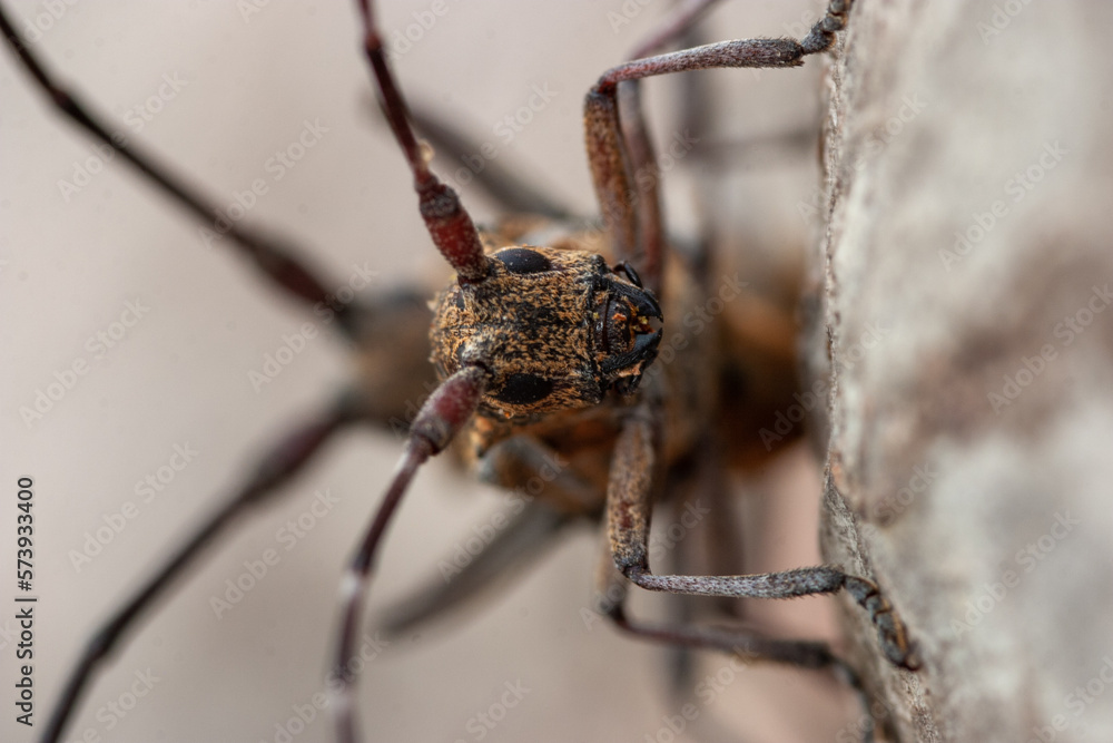 Fotografia do Stock: Accouplement de monochames - Monochamus ...