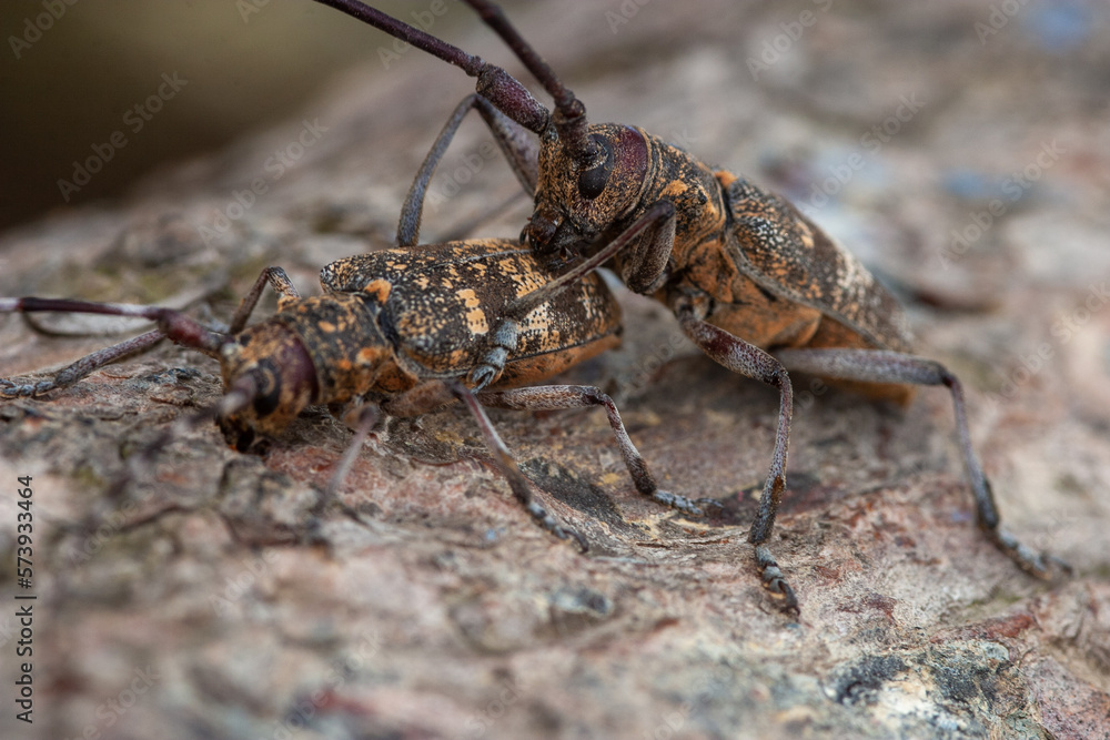 Accouplement de monochames - Monochamus galloprovincialis une espèce de ...