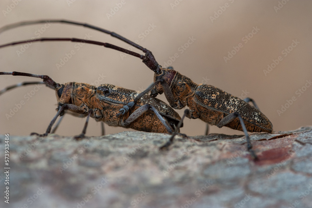 Accouplement de monochames - Monochamus galloprovincialis une espèce de ...