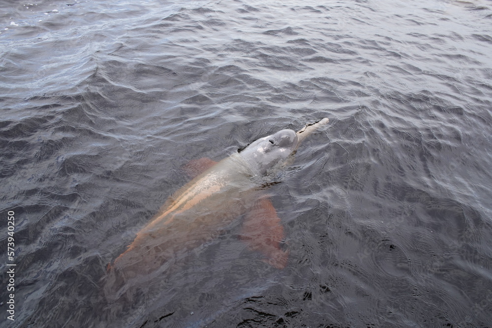 Amazon River Dolphin, Pink Dolphin, (Inia geoffrensis) Iniidae family ...