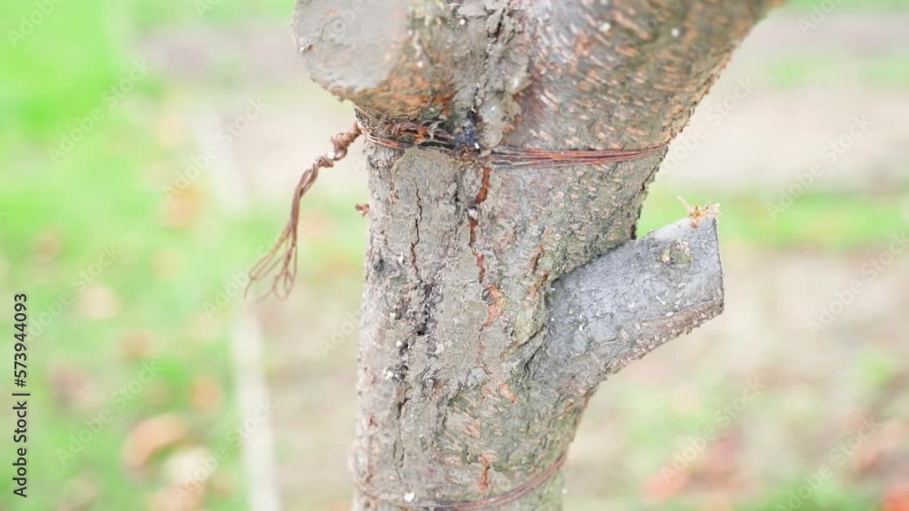 The young tree, cracked in half, was healed and fastened with wire ...