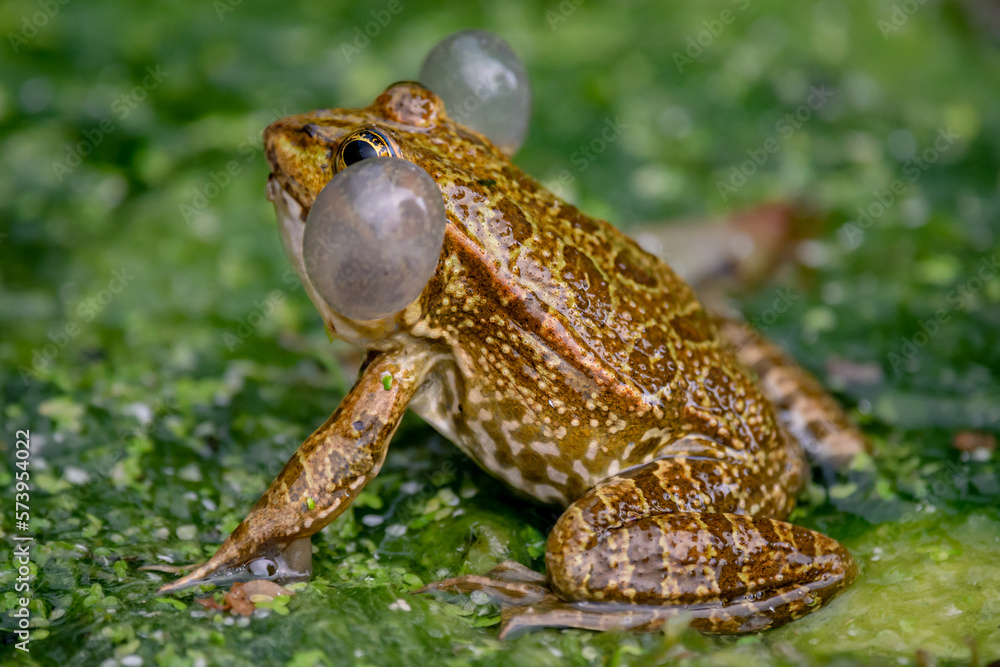 Frog in water. One breeding male pool frog crying with vocal sacs on ...