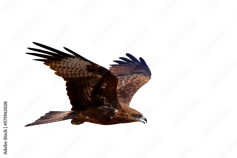 Birds of prey Black kite (Milvus migrans) flying on transparent ...