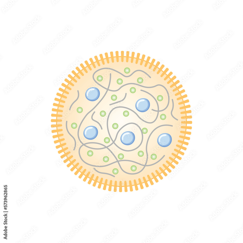 Scientific Designing of Mycoplasma Structure. Vector Illustration ...
