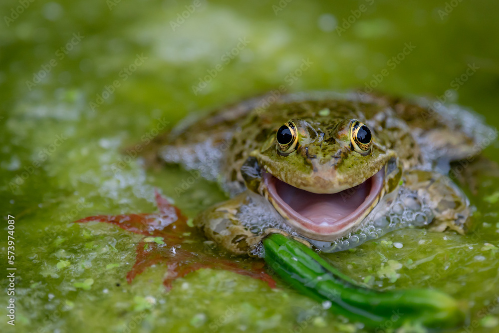 Smiling Frog in water. One common frog with open mouth in vegetated ...