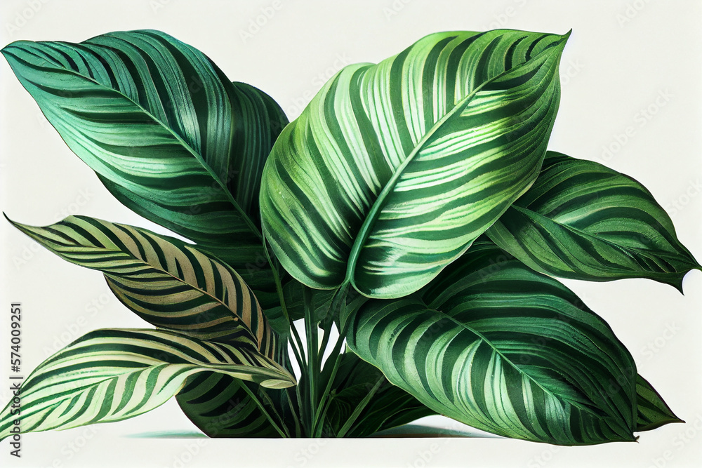 Calathea plant, calathea leaves, calathea plant stripes, calathea plant ...