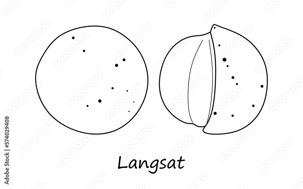 Langsat exotic fruit vector sketch. Longkong in linear style. Hand ...