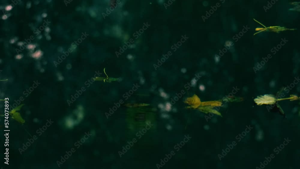 Autumn leaves floating slowly in a lake or pool. Yellow leaf in a deep ...