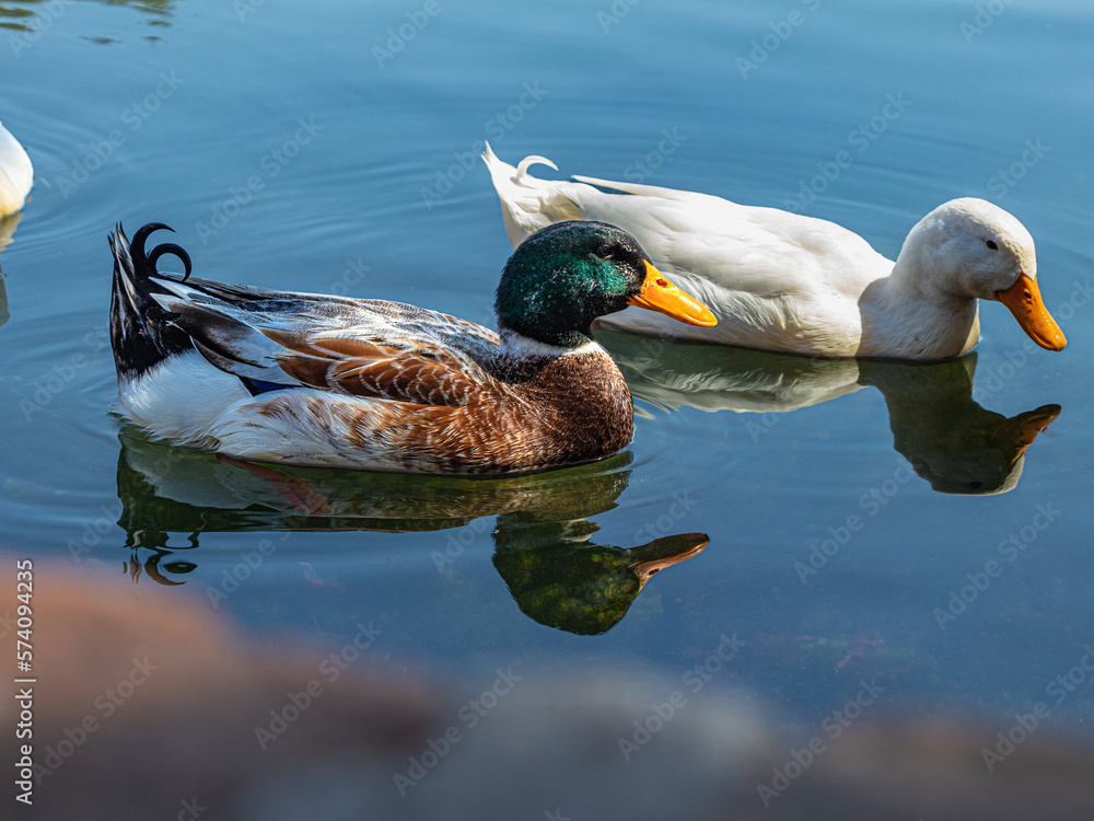 Patos nadando en un lago en el invierno en el país México estado de ...