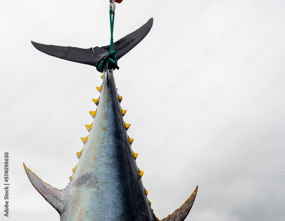 Atlantic bluefin tuna hanging by its dark blue and silver color tail ...
