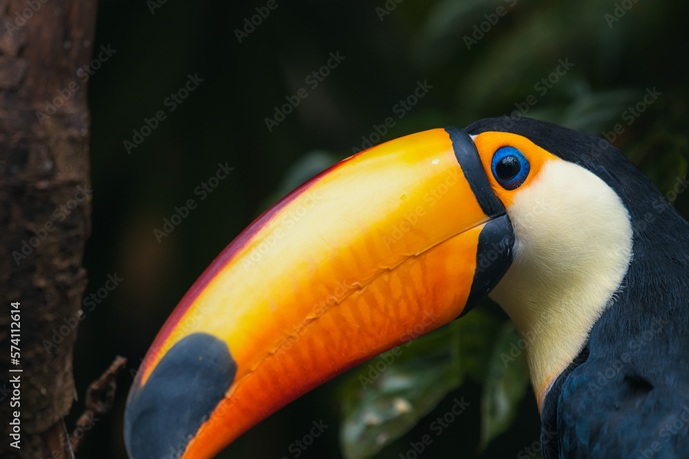 Amazon Rainforest Toucan