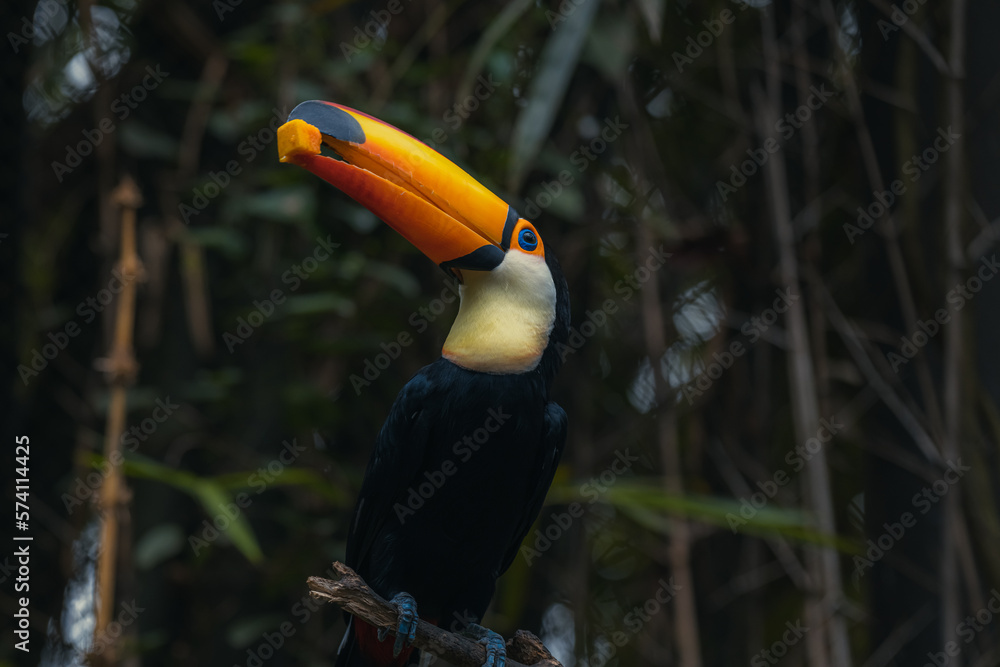 Tucano-toco isolated bird Ramphastos toco close up portrait eating ...