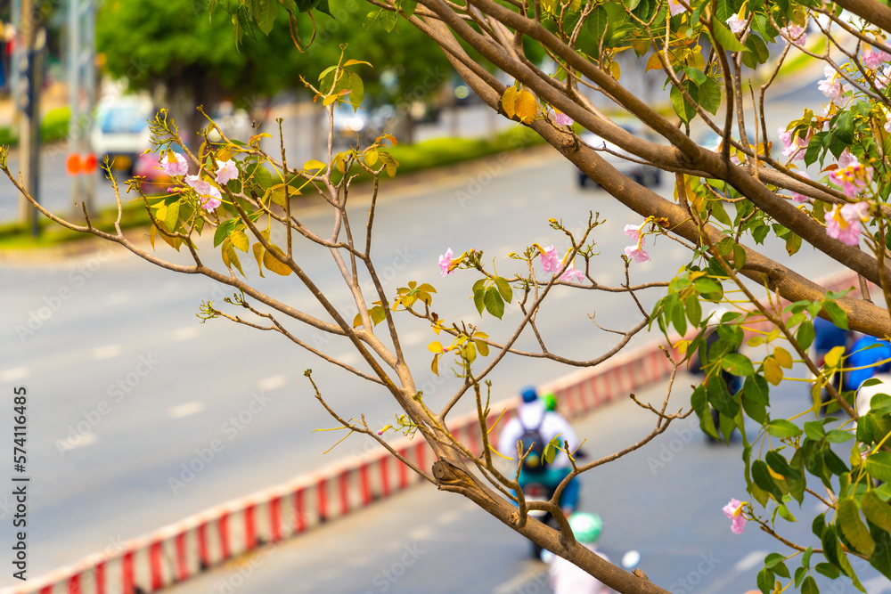 Pink trumpet trees ('Hoa ken hong') or Tabebuia rosea trees are ...