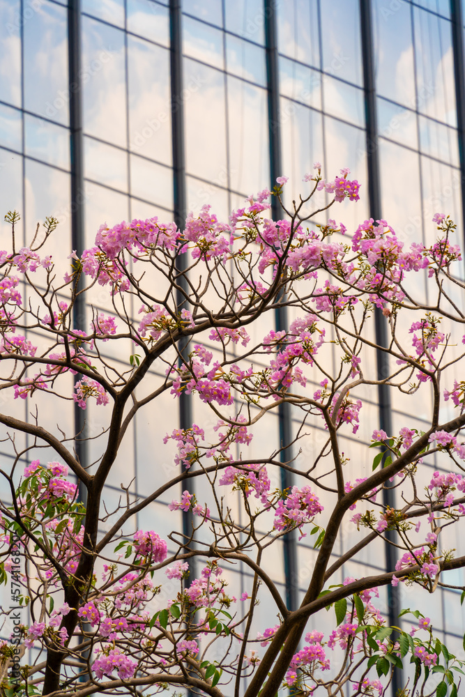 Pink trumpet trees ('Hoa ken hong') or Tabebuia rosea trees are ...