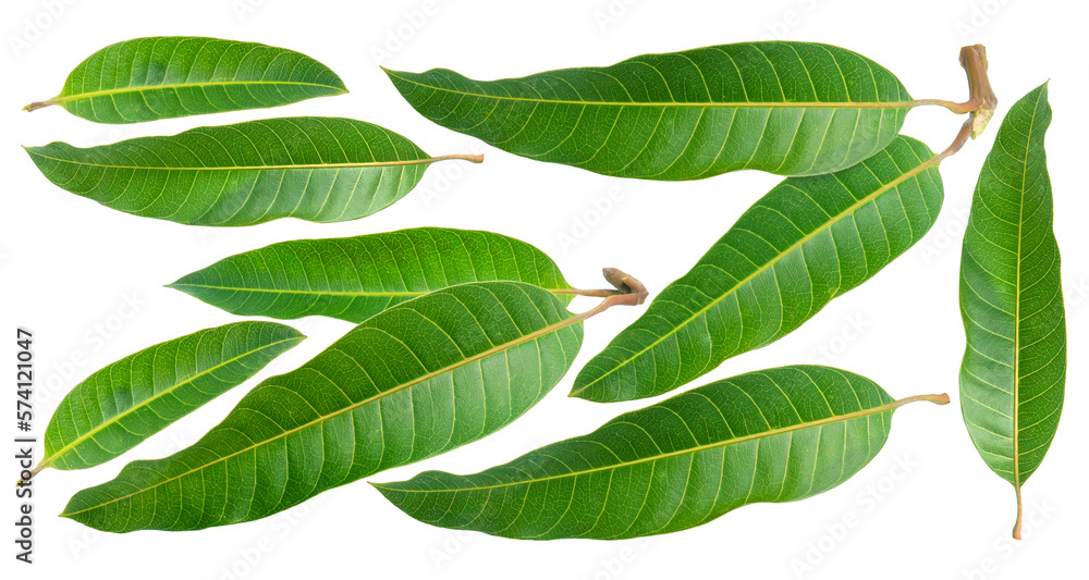 Mango leaves isolated on white background, Green mango leaves isolated ...