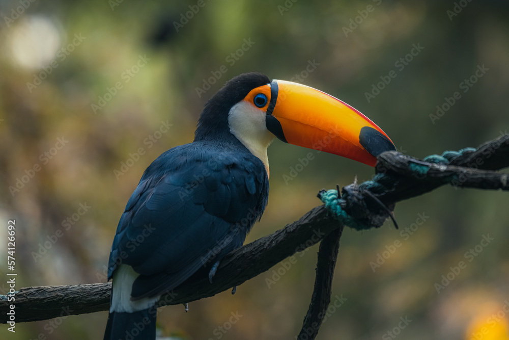 profile of toco bird outdoor. toco bird in wildlife. toco bird with ...
