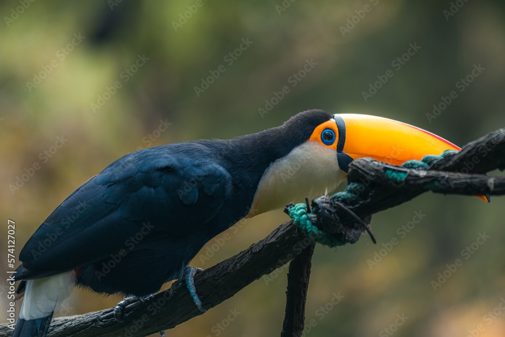 Tucano-toco isolated bird Ramphastos toco close up portrait - Birds ...
