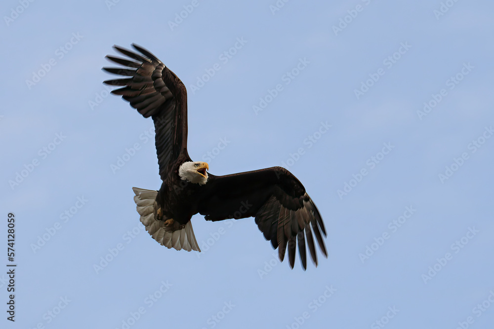 Screaming, soaring Bald Eagle (Haliaeetus leucocephalus). Wing ...