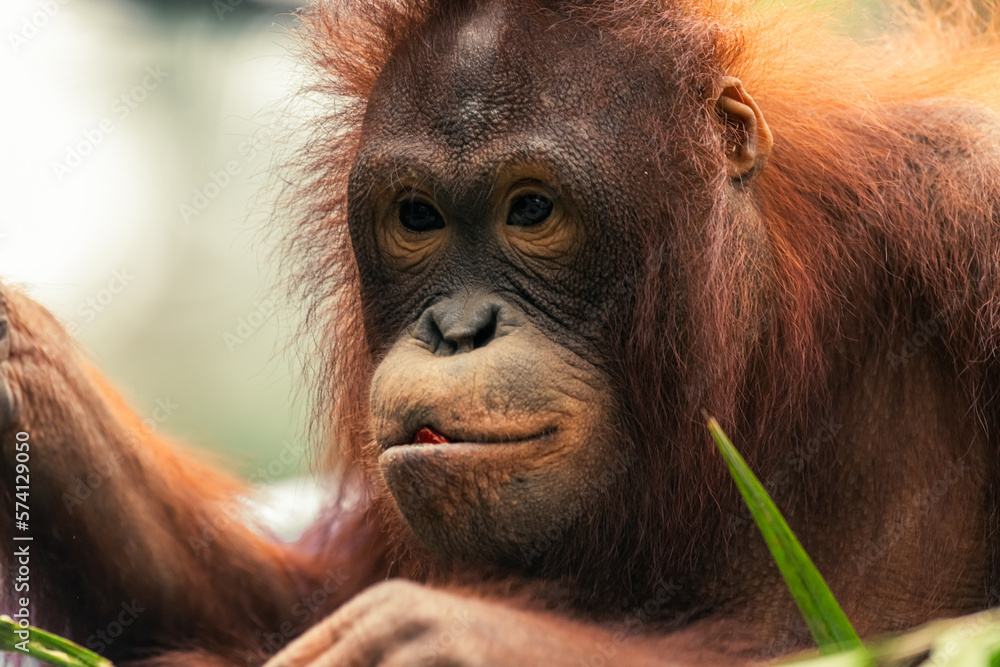 Borneo orangutan, Pongo pygmaeus is an native orangutan species in the ...