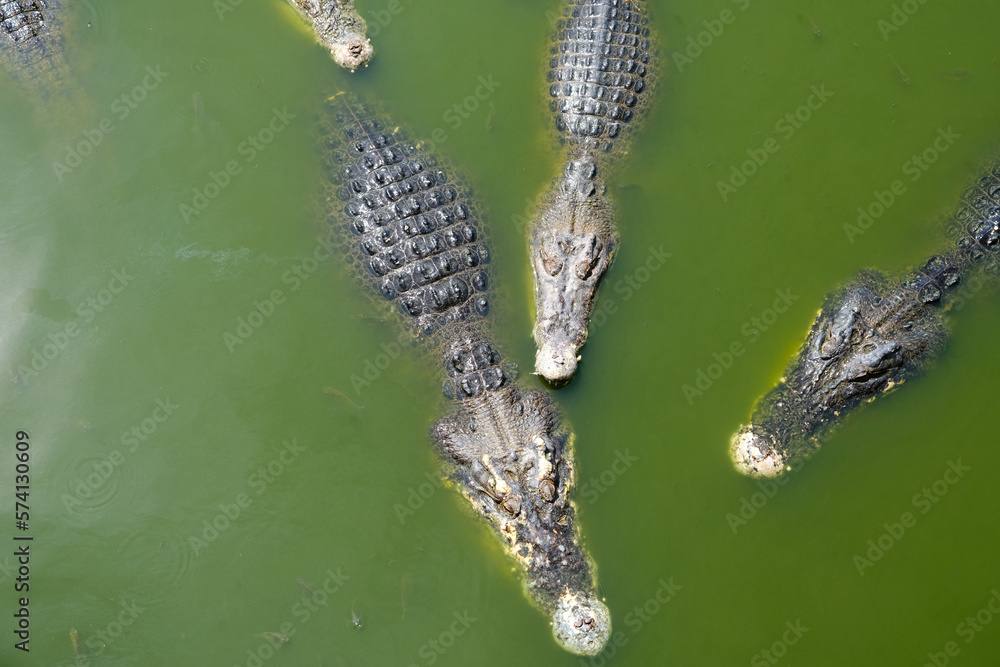 Head and body of several crocodiles Crocodile pokes its head into the ...