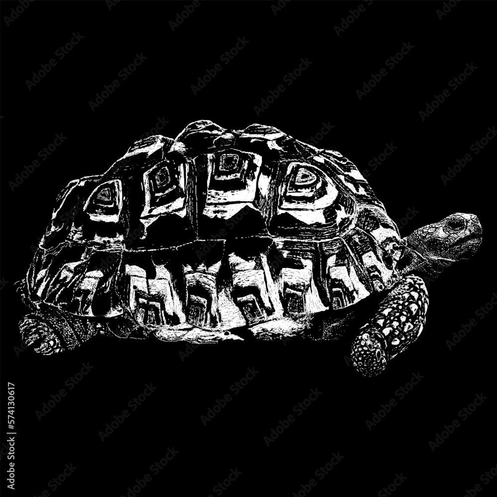 Leopard Tortoise hand drawing vector isolated on black background ...