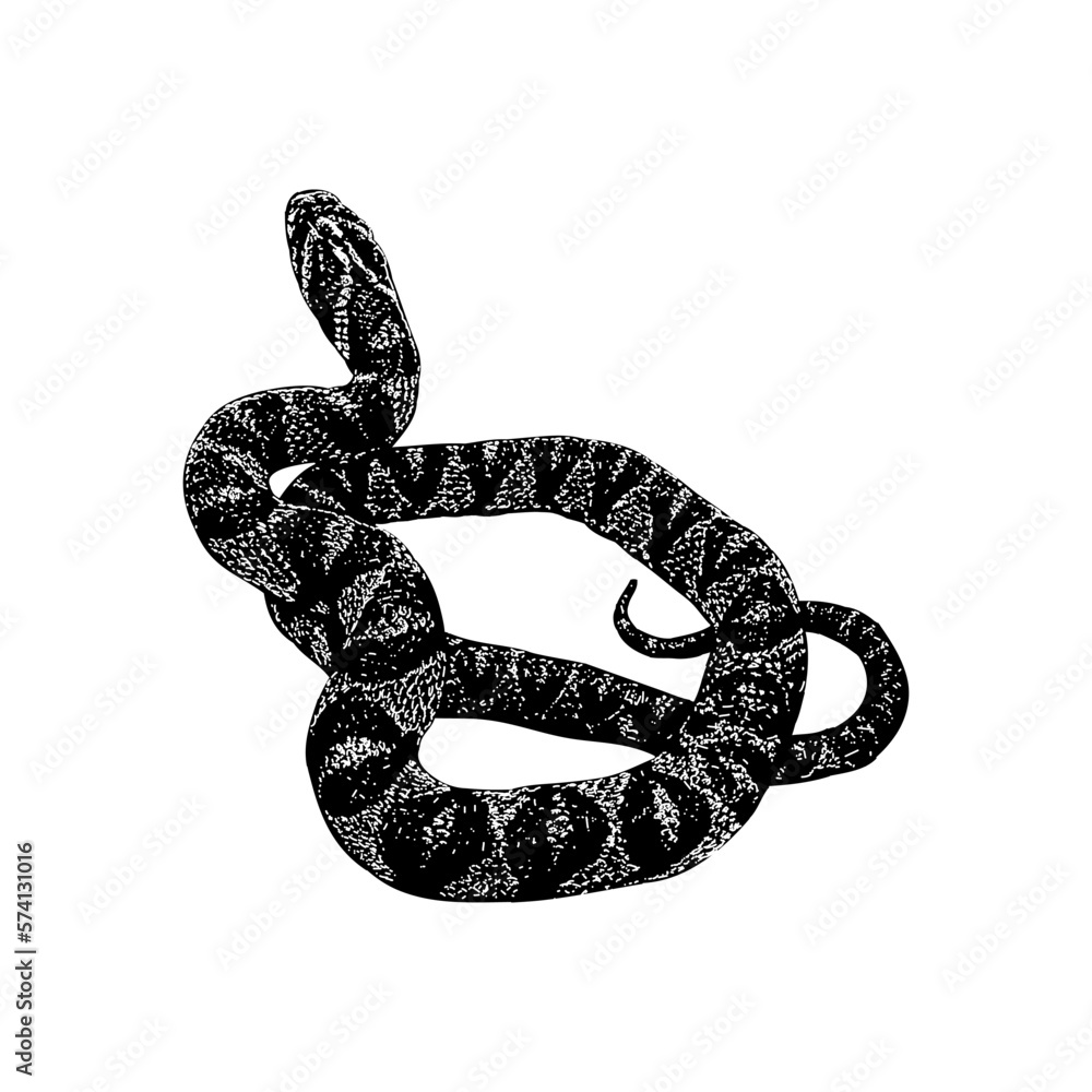 Mandarin Rat Snake hand drawing vector isolated on background. Stock ...