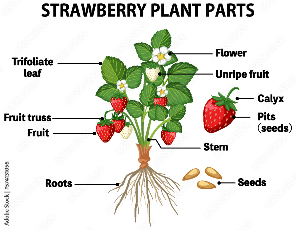 Strawberry plant parts diagram Stock Vector | Adobe Stock