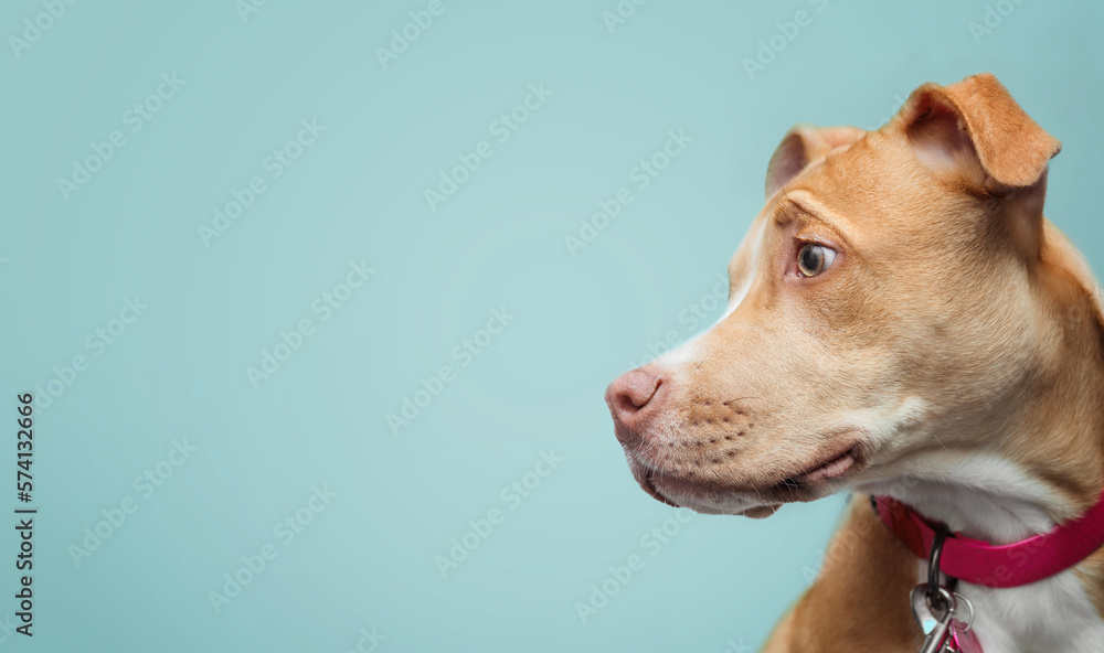 Cute puppy head shot on blue background. Side profile of puppy dog ...